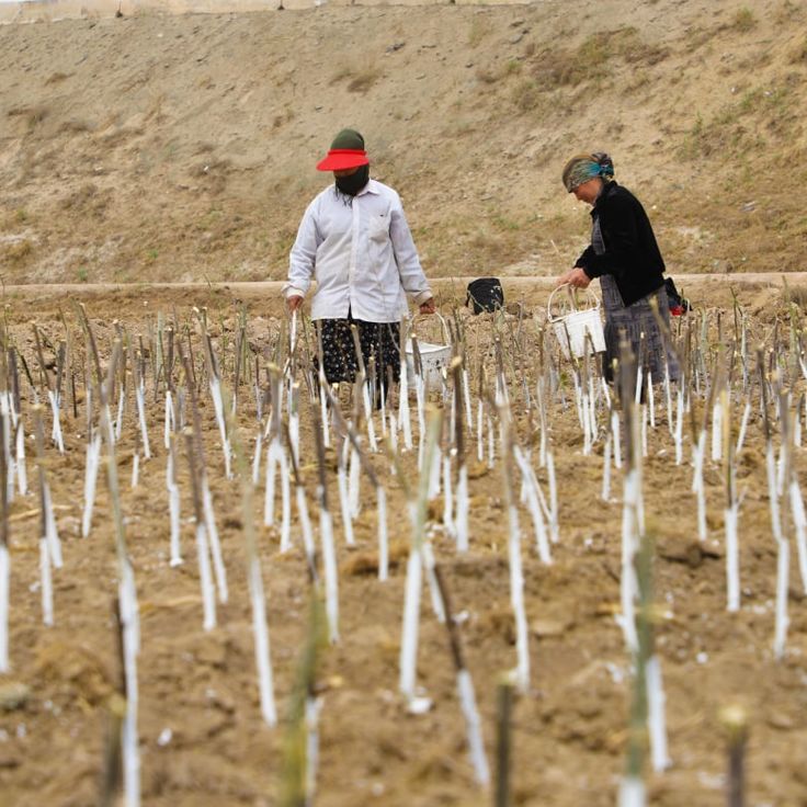 Kuzgi daraxt ko‘chatlari ekishga kirishildi, xayrli ishdan chetda ...