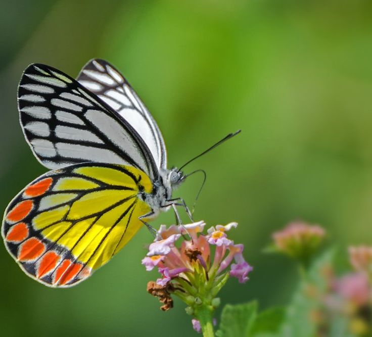 "Kapalaklar bilan sirlashib..." - zarnews.uz