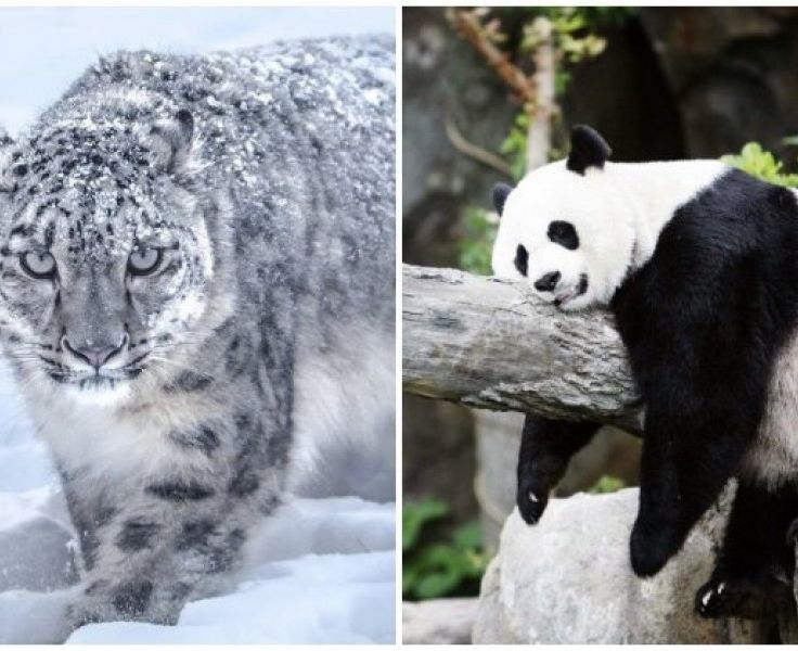 Mamlakatlar ramzi bo‘lgan hayvonlar - zarnews.uz