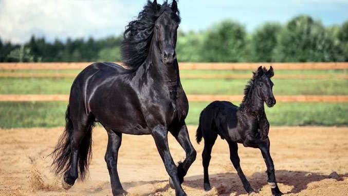 Otlar haqida nima bilamiz? - zarnews.uz