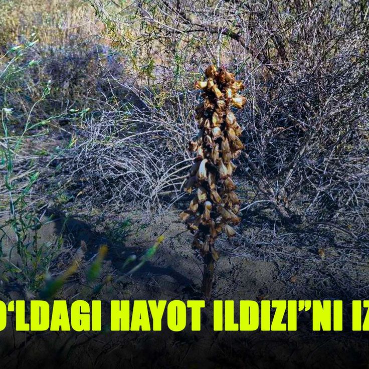 “Cho‘ldagi hayot ildizi”ni izlab - zarnews.uz