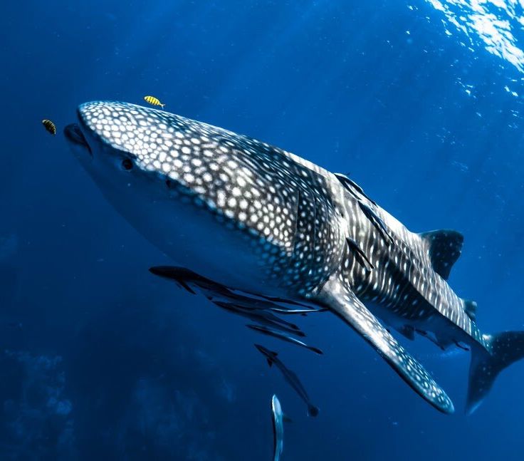 Besh qavatli binoga teng, poyezddan tez: “Ginnesning rekordlar kitobi ...